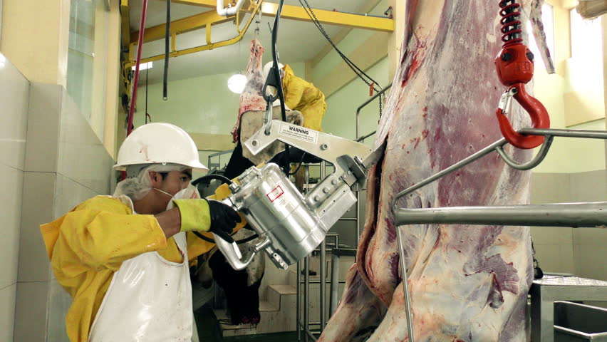 cattle carcass brisket opening saw cutting Stock Footage Video (100% ...