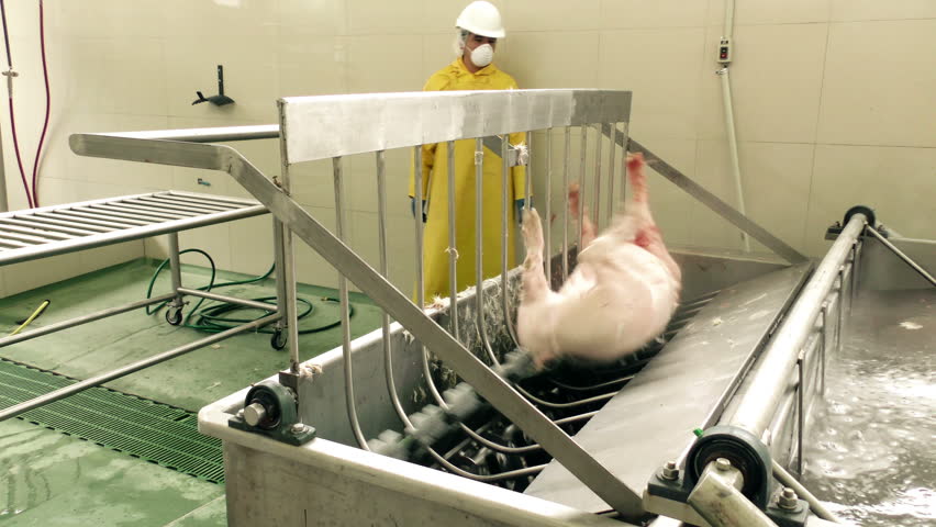mechanical dehairing pig butchery plant by Stock Footage Video (100% ...