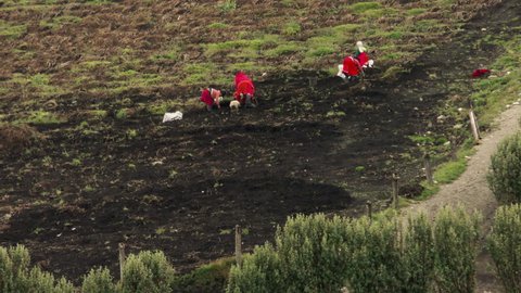 Unidentified Group Quechua Peasants Manual Farming Stock Footage Video ...