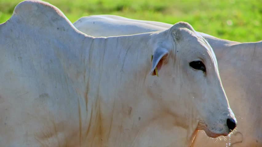 158,347 Nelore Cow Stock Video Footage - 4K and HD Video Clips ...
