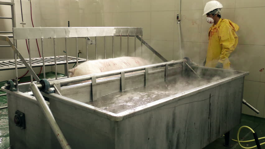simple tank combined scalding dehairing abattoir Stock Footage Video ...