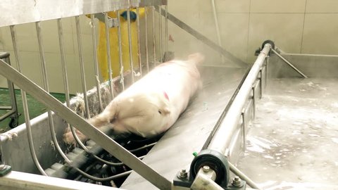 Powerful Electric Driven Machine Scraping Pig Stock Footage Video (100% ...