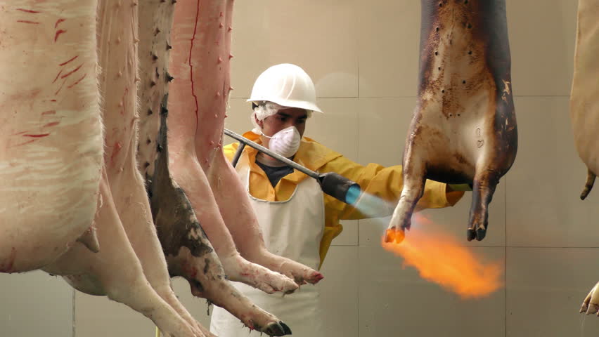 food industry abattoir manual singeing pork Stock Footage Video (100% ...