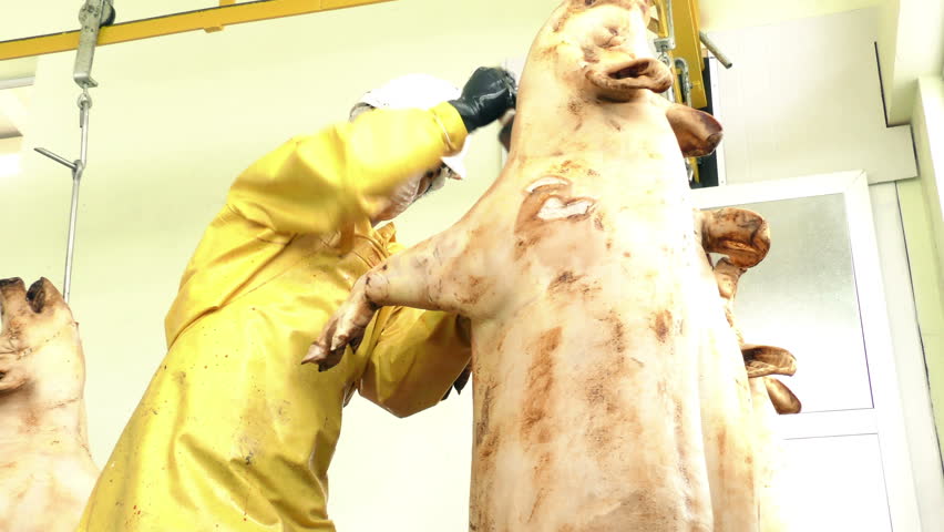 「Slaughterhouse Employee Splitting a Pig」の動画素材（ロイヤリティフリー）11016290 ...
