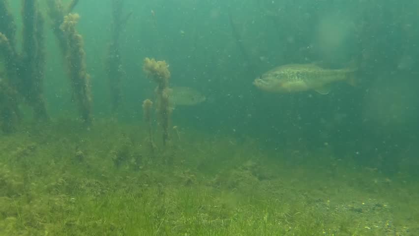 Largemouth Bass Underwater Footage Videos And Clips In Hd And 4k