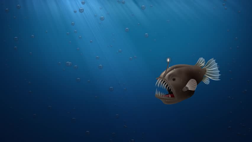630 Anglerfish Stock Video Footage - 4K and HD Video Clips | Shutterstock