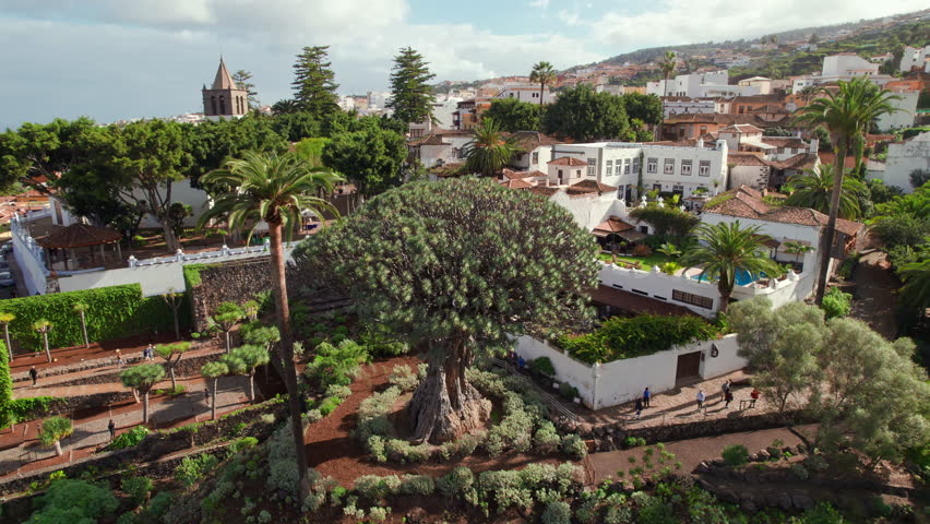 Dragon Blood Tree Videos