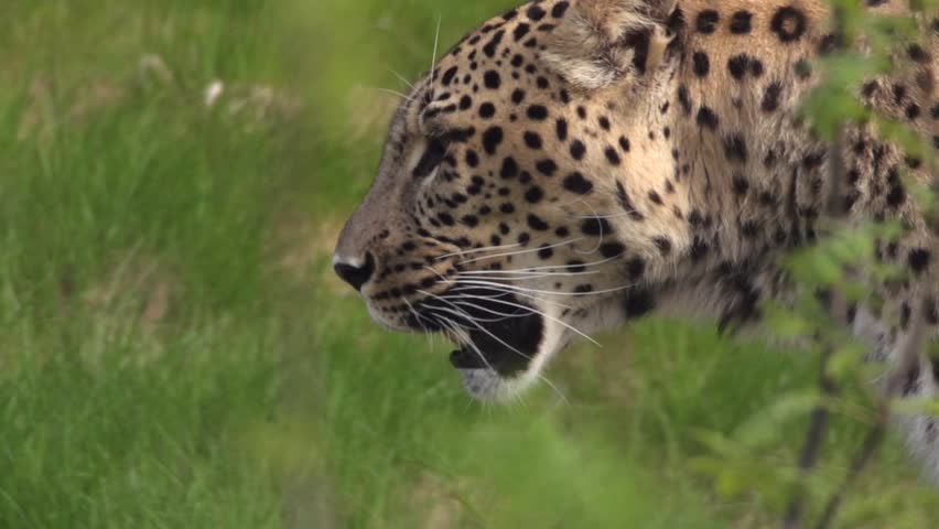 leopard slow motion Stock Footage Video (100% Royalty-free) 11022662 ...