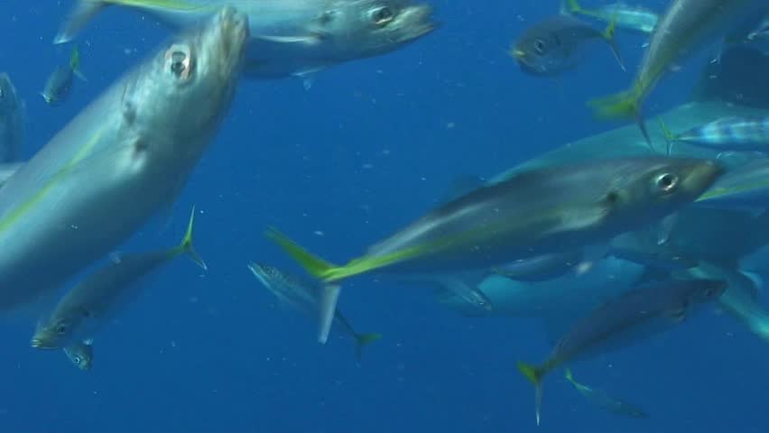 Mackeral fish Stock Video Footage - 4K and HD Video Clips | Shutterstock