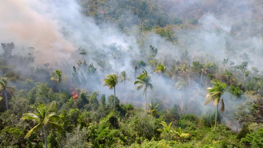 Forest Fire Videos: 4K and HD Video Clips for Download