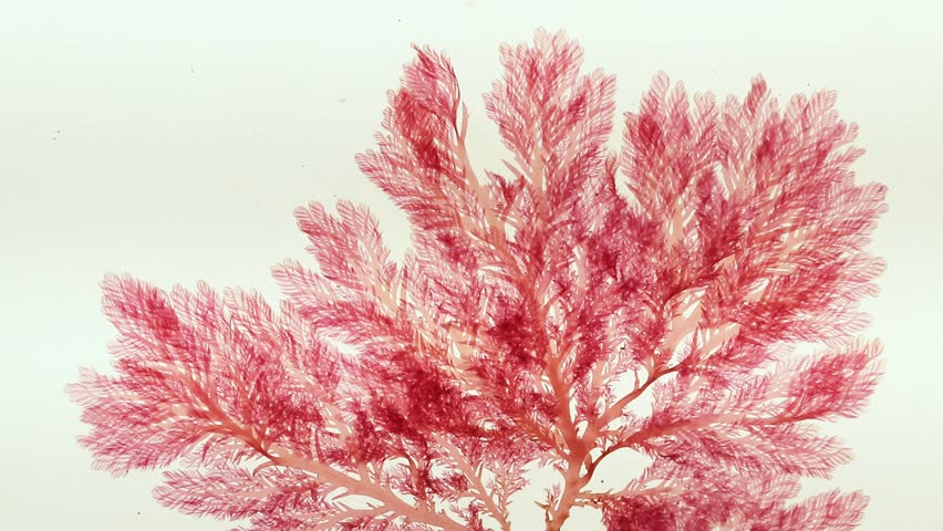 Red Algae Stock Video Footage | Royalty Free Red Algae Videos | Pond5