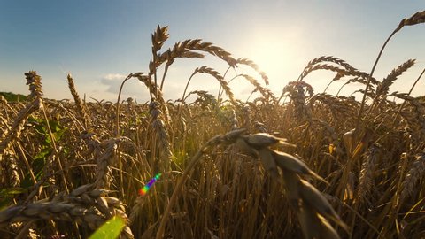 Wheat Field Stock Footage Video (100% Royalty-free) 11028818 | Shutterstock