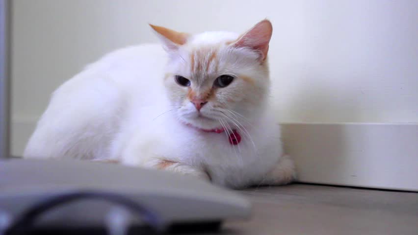 Angry Female Cat When She Stock Footage Video (100% Royalty-free ...