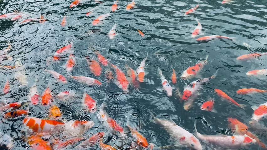 Fish pond and aquatic culture with reflections image - Free stock photo ...