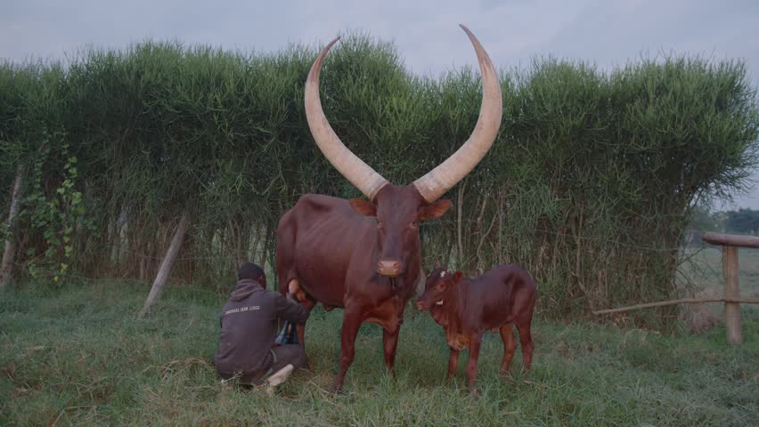 140 Brahma Cows Stock Videos