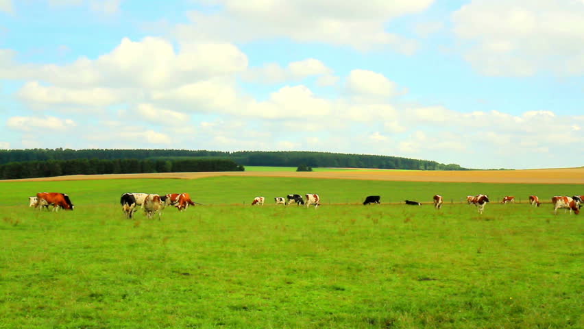 Cows on a farm in Luxembourg image - Free stock photo - Public Domain ...