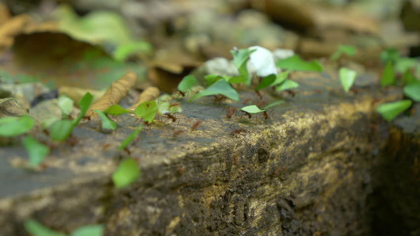 Free Defoliation Stock Video Footage: Download defoliation clips for free