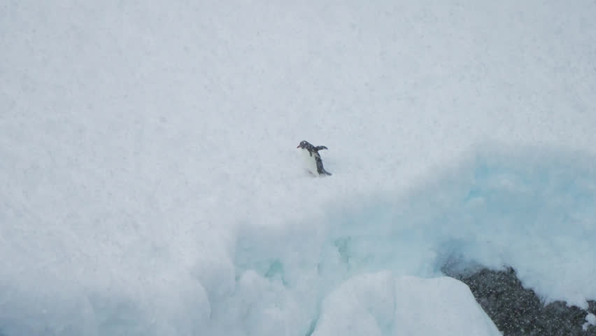 121 Southern Rockhopper Penguin Stock Video Footage - 4K and HD Video ...
