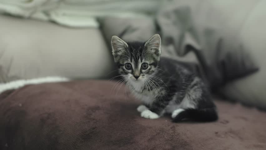 Kittens Playing Stock Video Footage | Royalty Free Kittens Playing ...