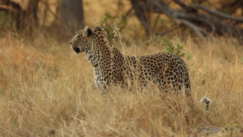 205 Leopard Logo Stock Video Footage - 4K and HD Video Clips | Shutterstock