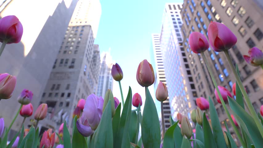 Chicago Flowers Stock Videos – Royalty-Free HD & 4K Videos