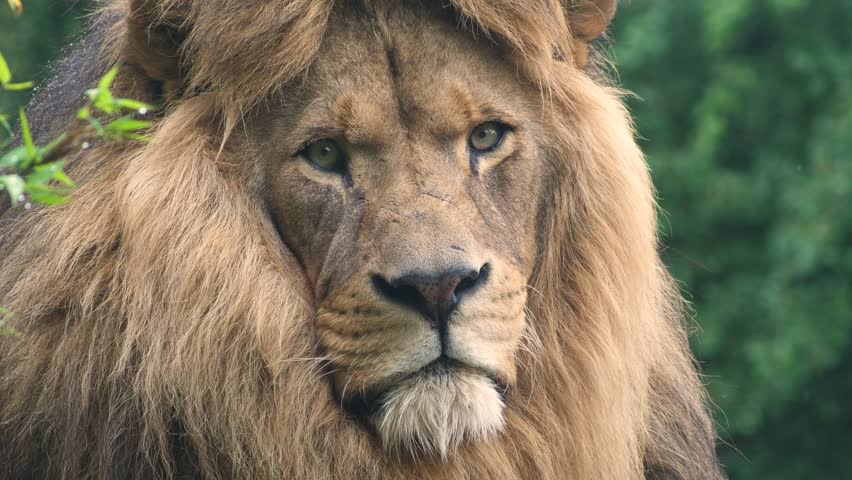 Lion Walking Stock Videos – Royalty-Free HD & 4K Videos | Pond5