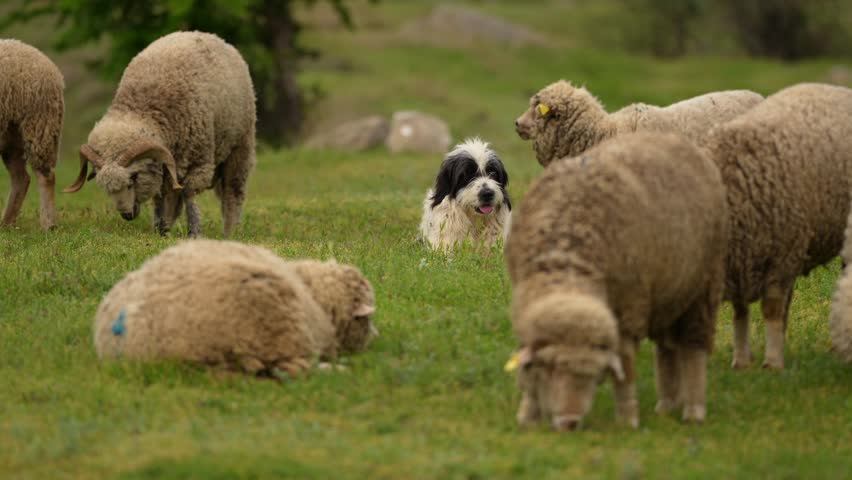 Dog standing in the middle of grass image - Free stock photo - Public ...
