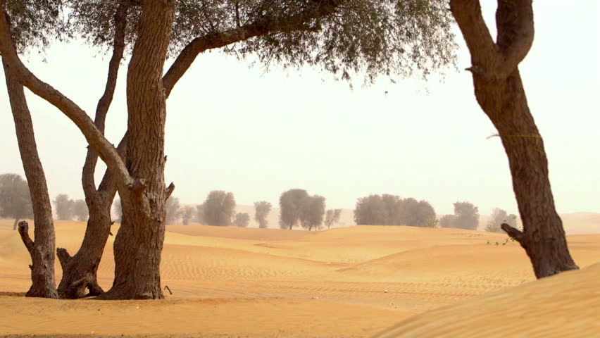 static shot group ghaf trees desert Stock Footage Video (100% Royalty ...