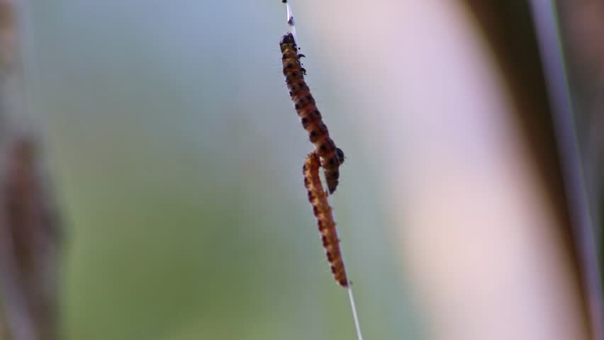 Tilt-up of a tree completely covered in web made by bird-cherry moth ...
