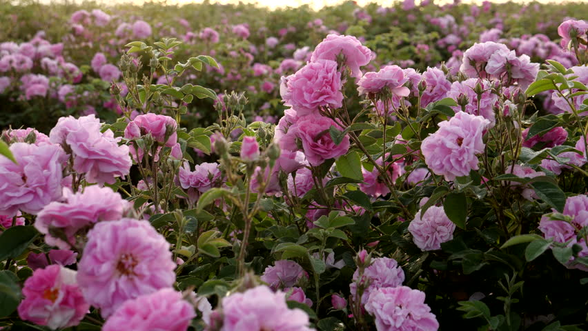 4,159 Rose Farm Stock Video Footage - 4K and HD Video Clips | Shutterstock