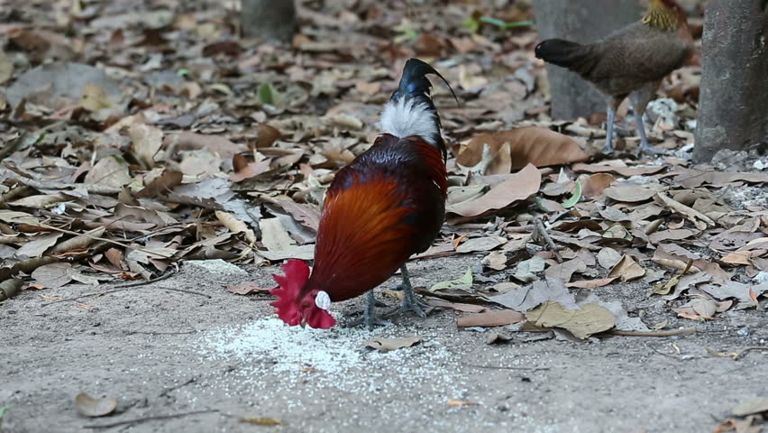 red junglefowl chicken eating jungle dry Stock Footage Video (100% ...
