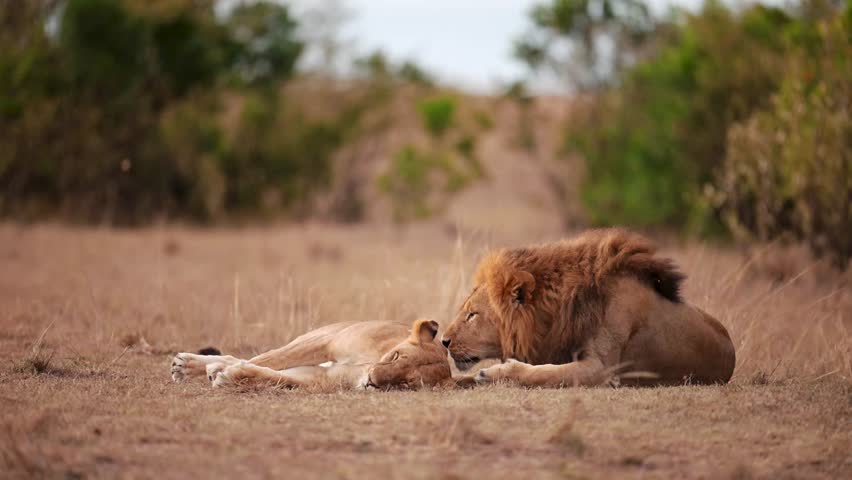 Animals Mating Stock Video Footage | Royalty Free Animals Mating Videos ...