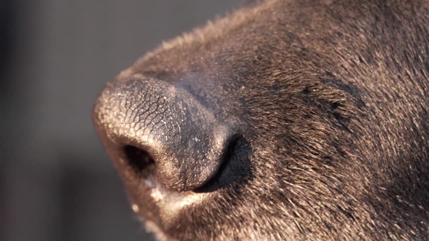 1,712 Cat Sniffing Videos