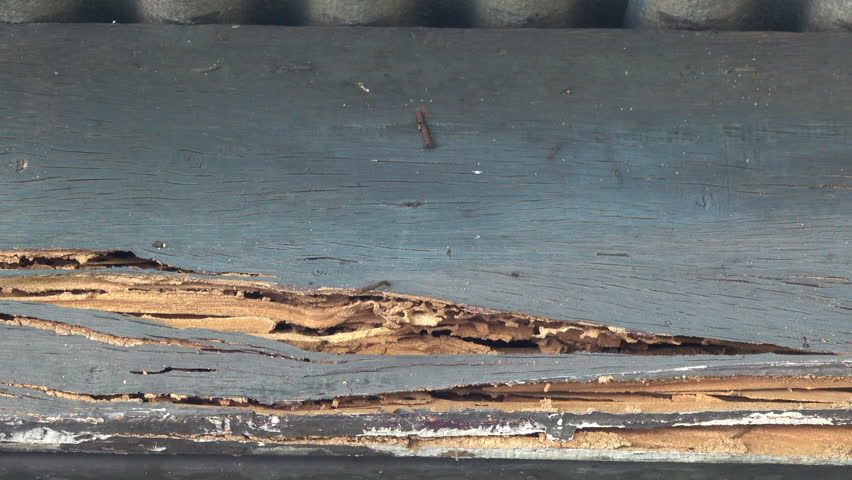 1,509 Termite Swarm Stock Video Footage - 4K and HD Video Clips ...