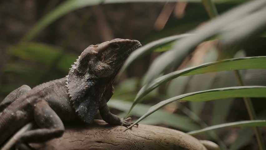 Monitor Lizard Stock Video Footage | Royalty Free Monitor Lizard Videos ...