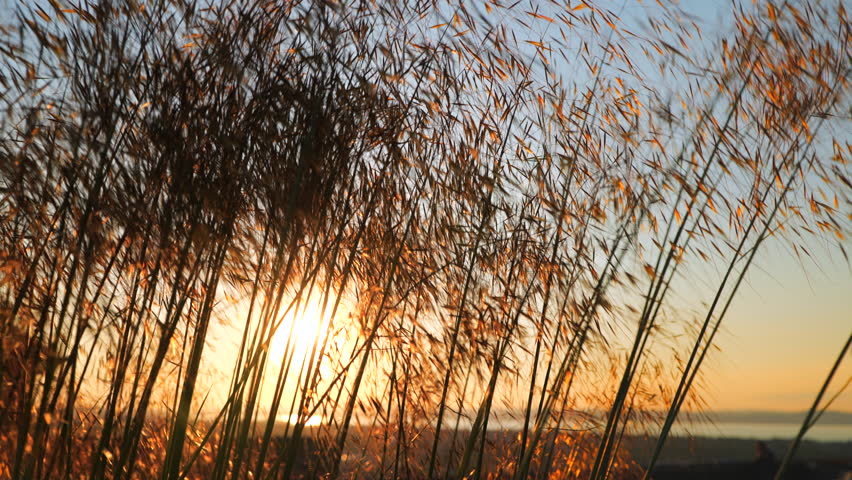 333,369 Wind Tree Stock Video Footage - 4K and HD Video Clips ...