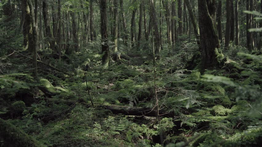 44 Hoia Baciu Forest Stock Video Footage - 4K and HD Video Clips ...