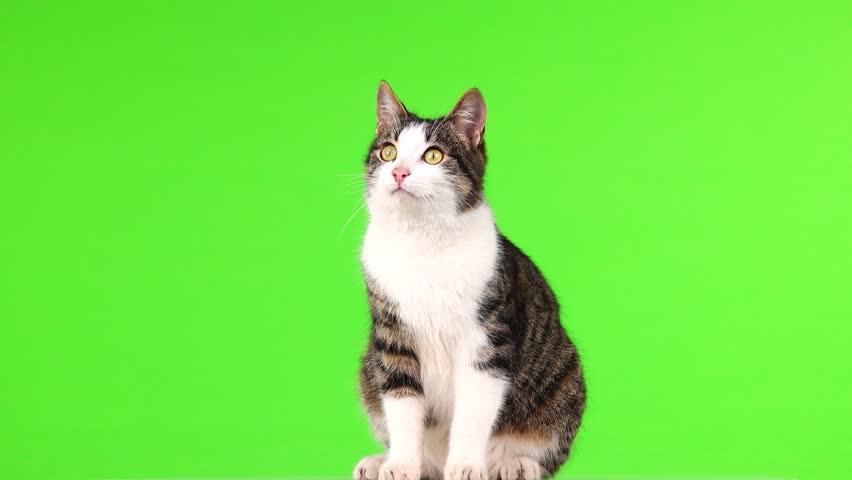 Cat Stock Video Footage | Royalty Free Cat Videos | Pond5