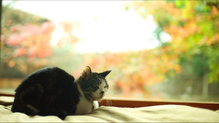 Cat Stock Video Footage | Royalty Free Cat Videos | Pond5