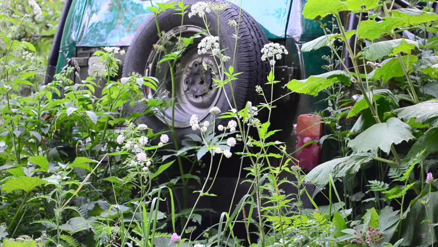 car bushes Stock Footage Video (100% Royalty-free) 11064650 | Shutterstock