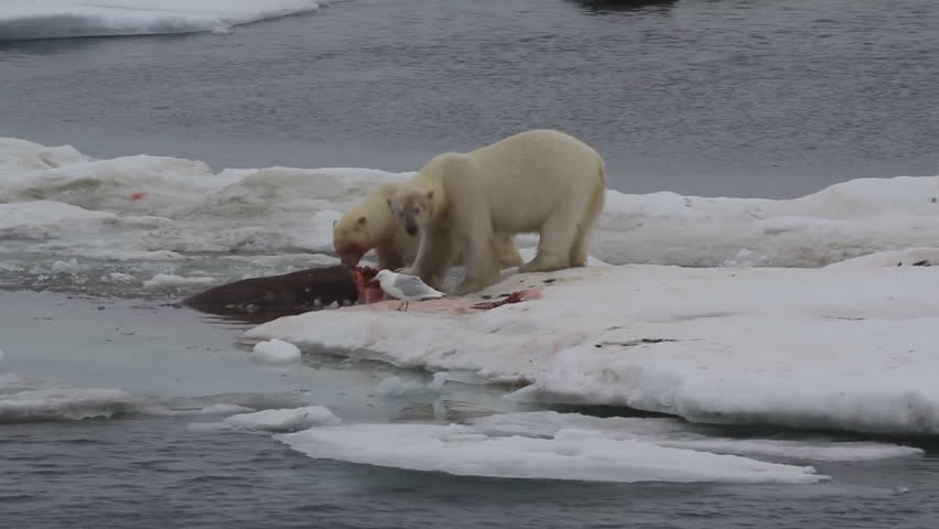 399 Polar Bears Hunting Stock Video Footage - 4K and HD Video Clips ...