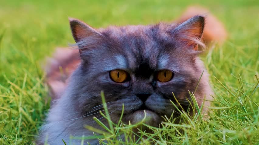 Free Animals Stock Video Footage: Download Animals clips for free