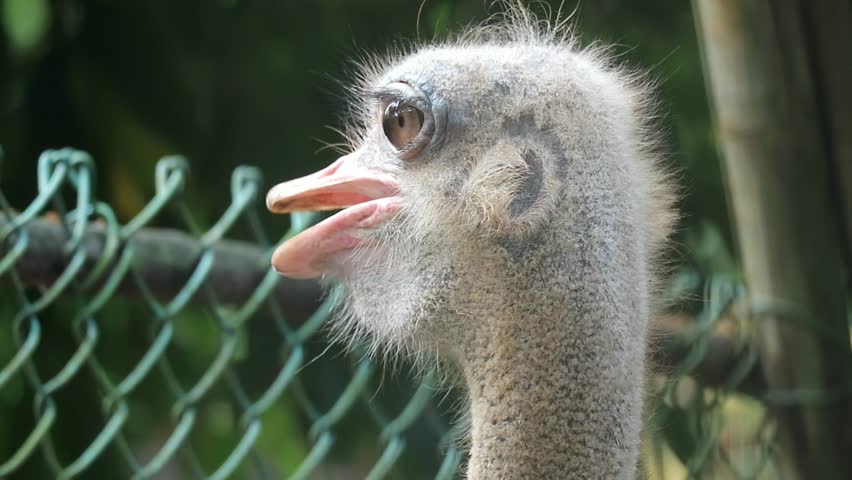 Ostrich biting the chain-link fence. It is the largest and heaviest ...