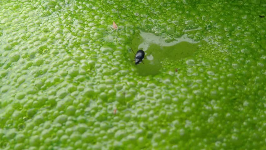 underwater freshwater lake river algae and underwater plants are ...