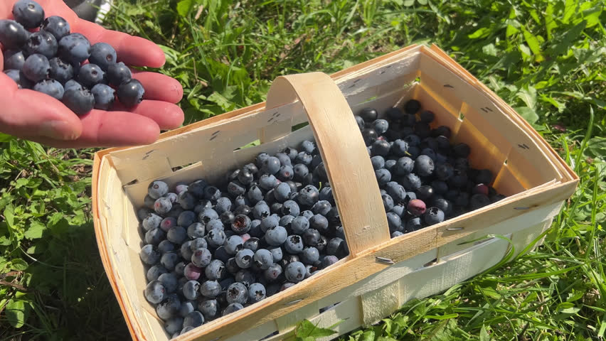 360 Blueberry Packaging Stock Videos