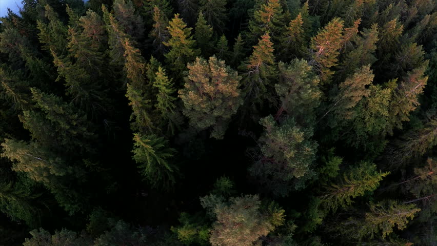 spruce pine trees seen above stockholm Stock Footage Video (100% ...