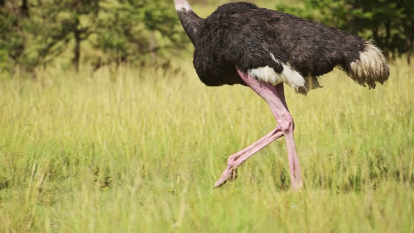 Ostrich Running Stock Video Footage | Royalty Free Ostrich Running ...