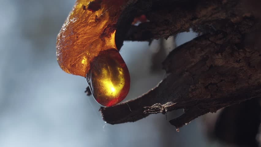 8,642 Sap Stock Video Footage - 4K and HD Video Clips | Shutterstock