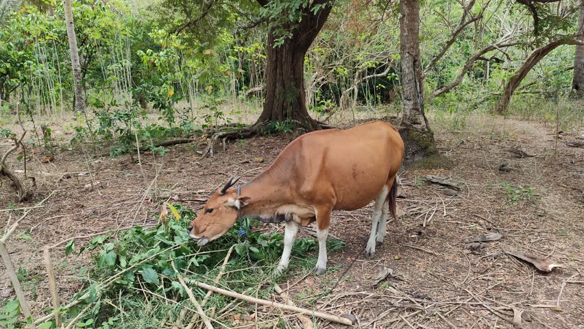 Large Cow eating the grass image - Free stock photo - Public Domain ...