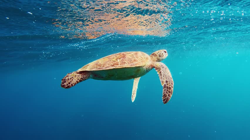 Sea Turtles Stock Video Footage | Royalty Free Sea Turtles Videos | Pond5